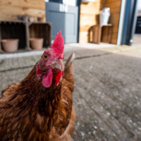 Pennbury Farm, Great Glen – Eat, Sleep, Shop and Hire at Pennbury Farm ...