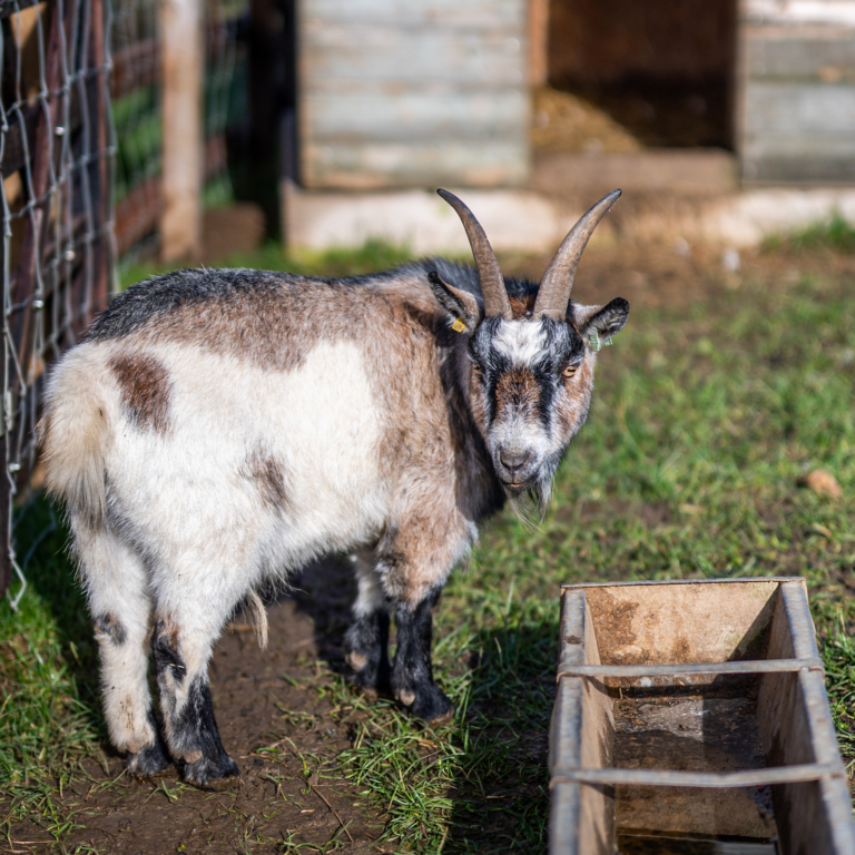 Pennbury Farm, Great Glen – Eat, Sleep, Shop and Hire at Pennbury Farm ...